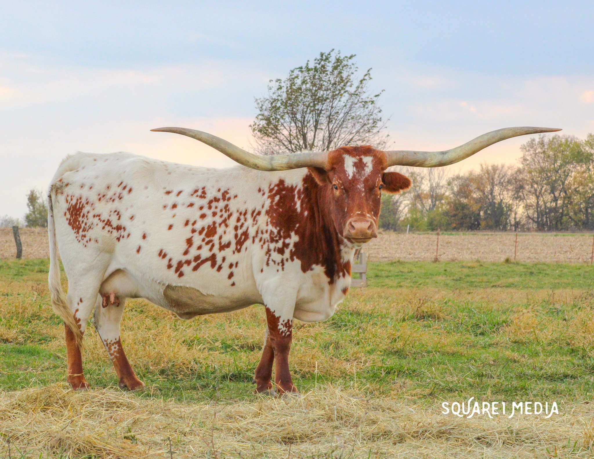 Longhorn cows Monika bloodline
